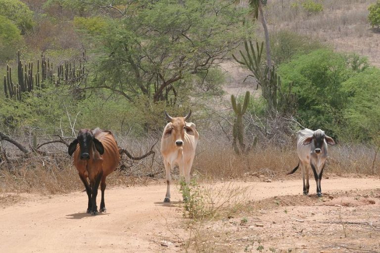 Caatinga – características, clima, vegetação - Arena Marcas e Patentes