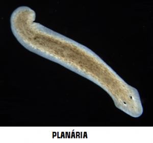 Platelmintos Características, Reprodução, Sistema Nervoso, Alimentação ...